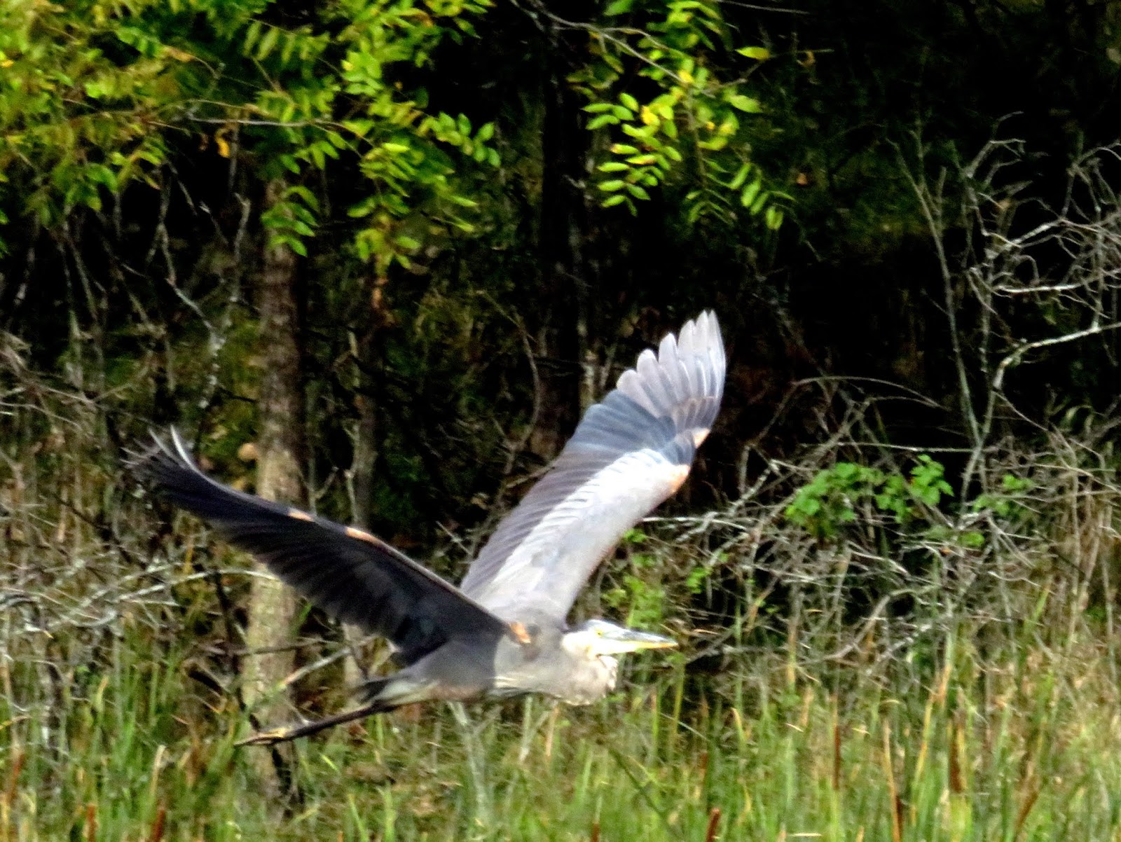 The Marmelade Gypsy: Big Birds -- In Trees, Water and Taking Flight