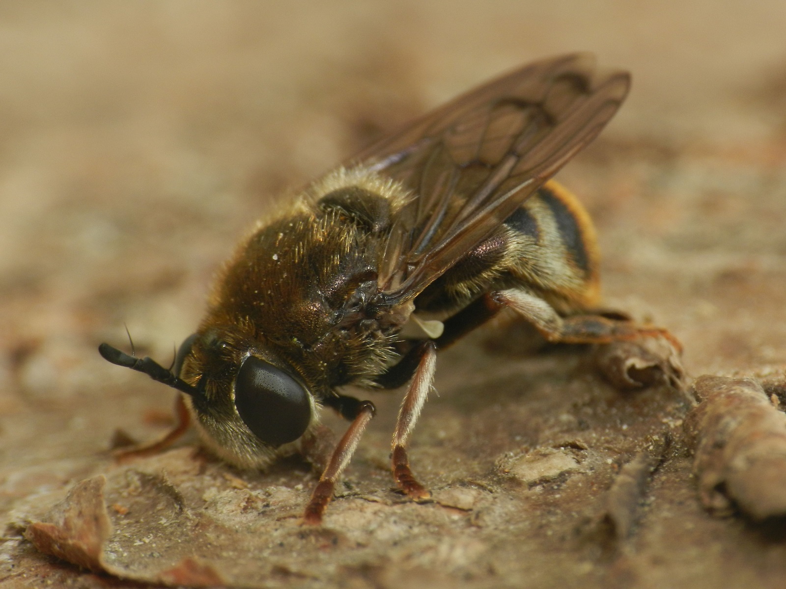 Real Monstrosities: Microdon