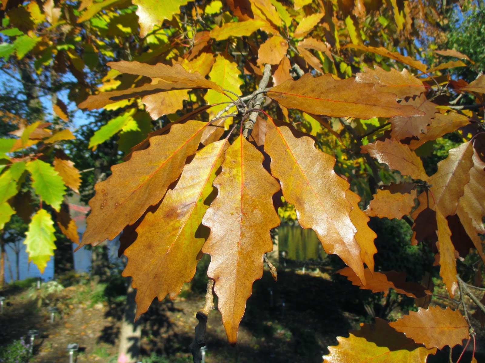 fall color of Chinquapin oak ( Quercus muehlenbergii ) - woody tree