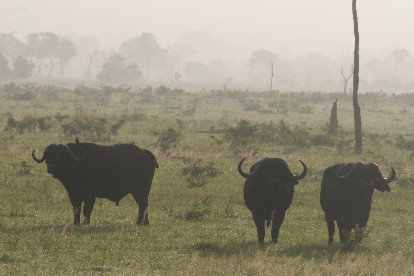 Stuart Anderson Wheeler