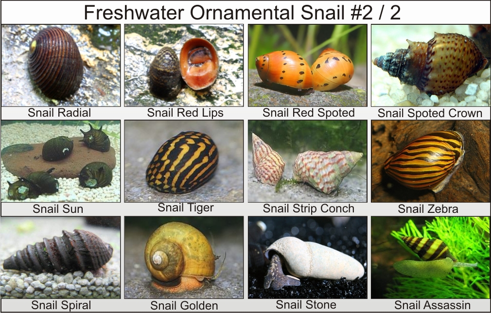WARNA AQUATICA: FRESHWATER SNAIL