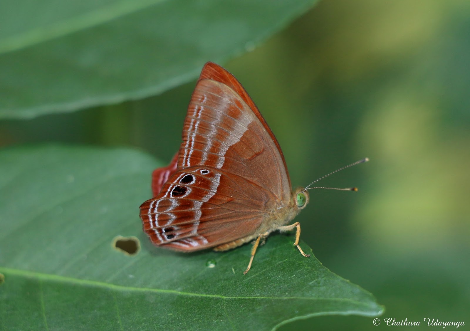 Nature Of Srilanka: Riodinidae (1) (රියොඩිනිඩේ කුලය)