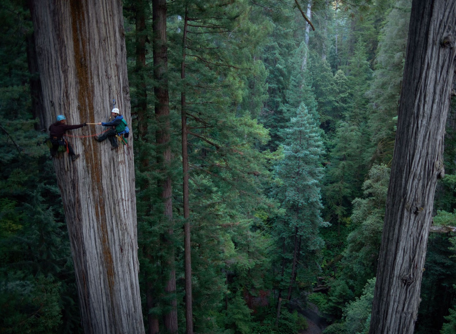 Forest Rebuilding: Sequoia trees