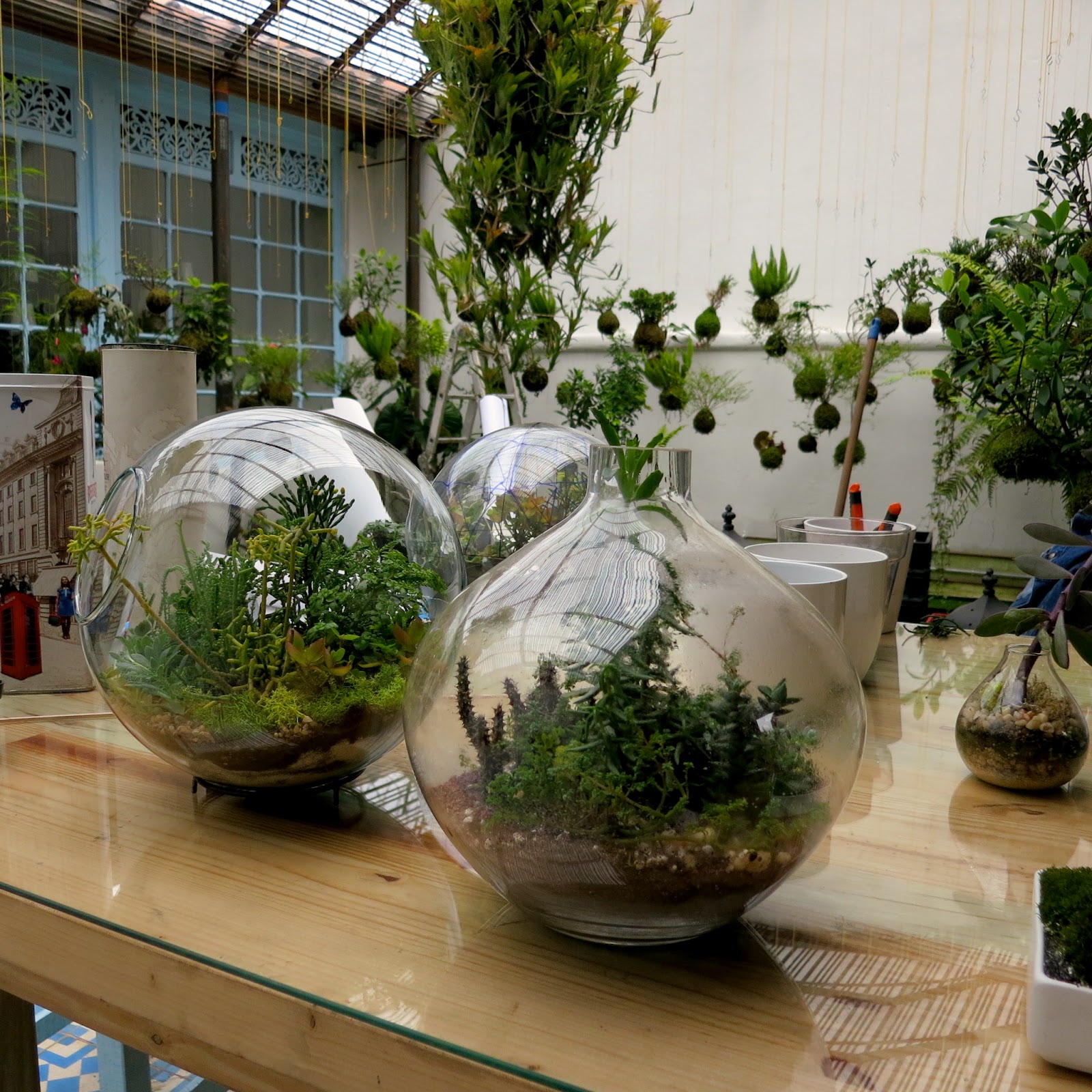 taller vivo: Nuevos terrarios