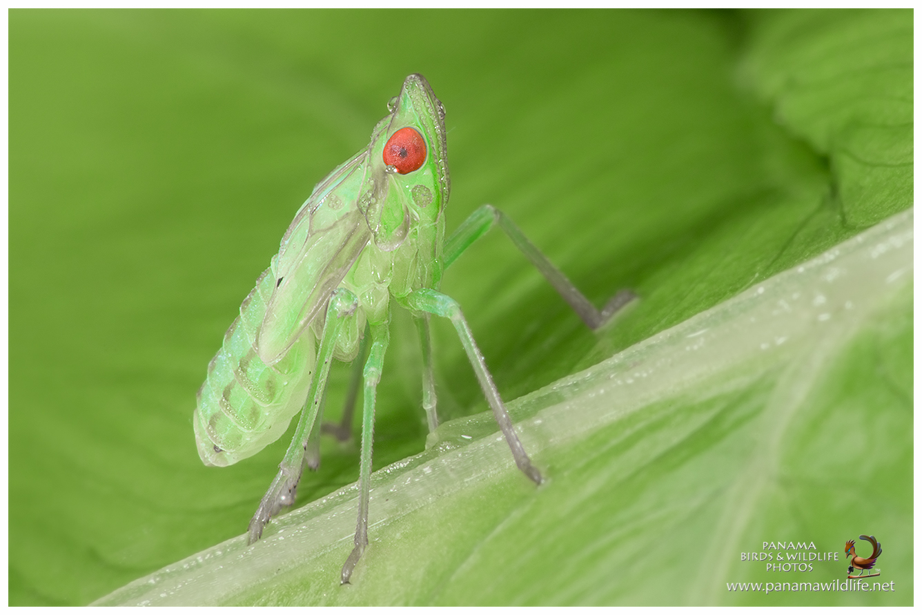 Wildlife photos from Río Indio, Coclé (pt. 1)