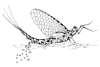 A Year On The Fly: Fly Friday - Illustrating The Mayfly Life Cycle
