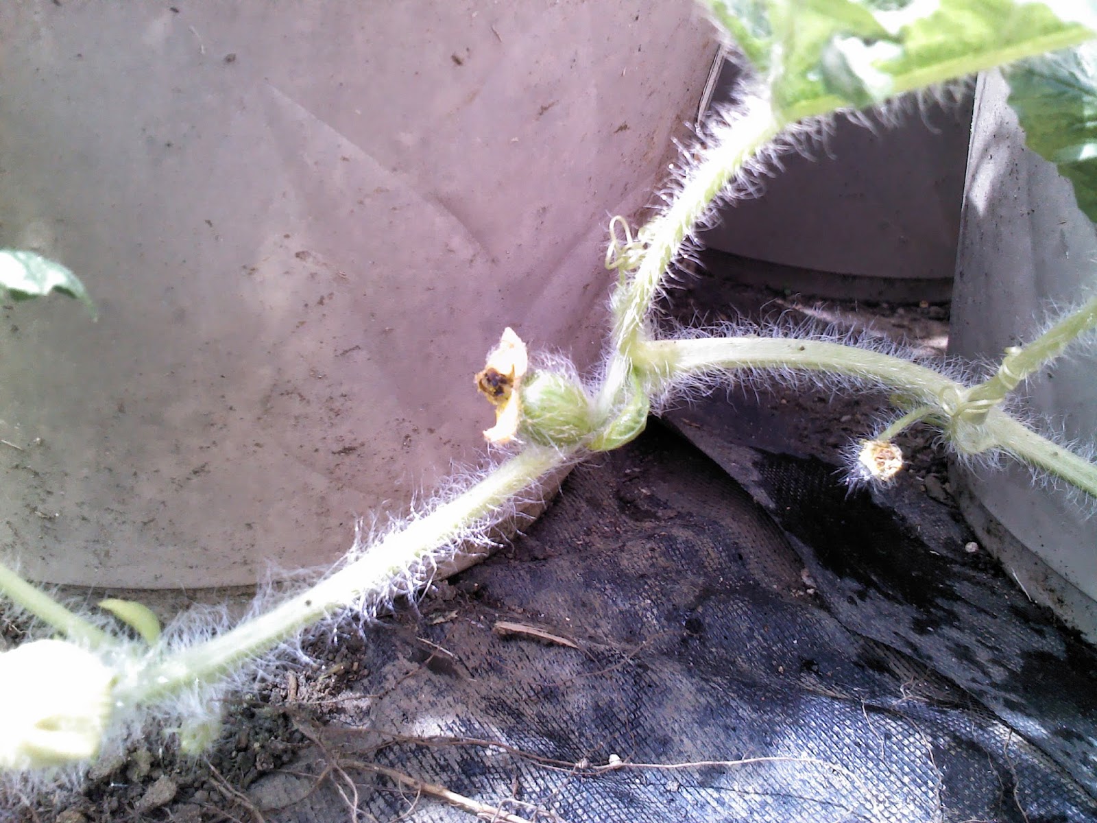 Foto Blog Puerto Rico: Planta de Melón en Tiesto