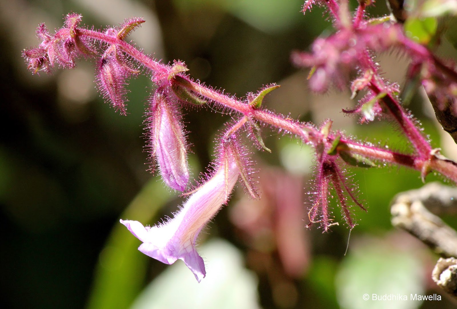 Lanka Nature Summary: Strobilanthes pulcherrima