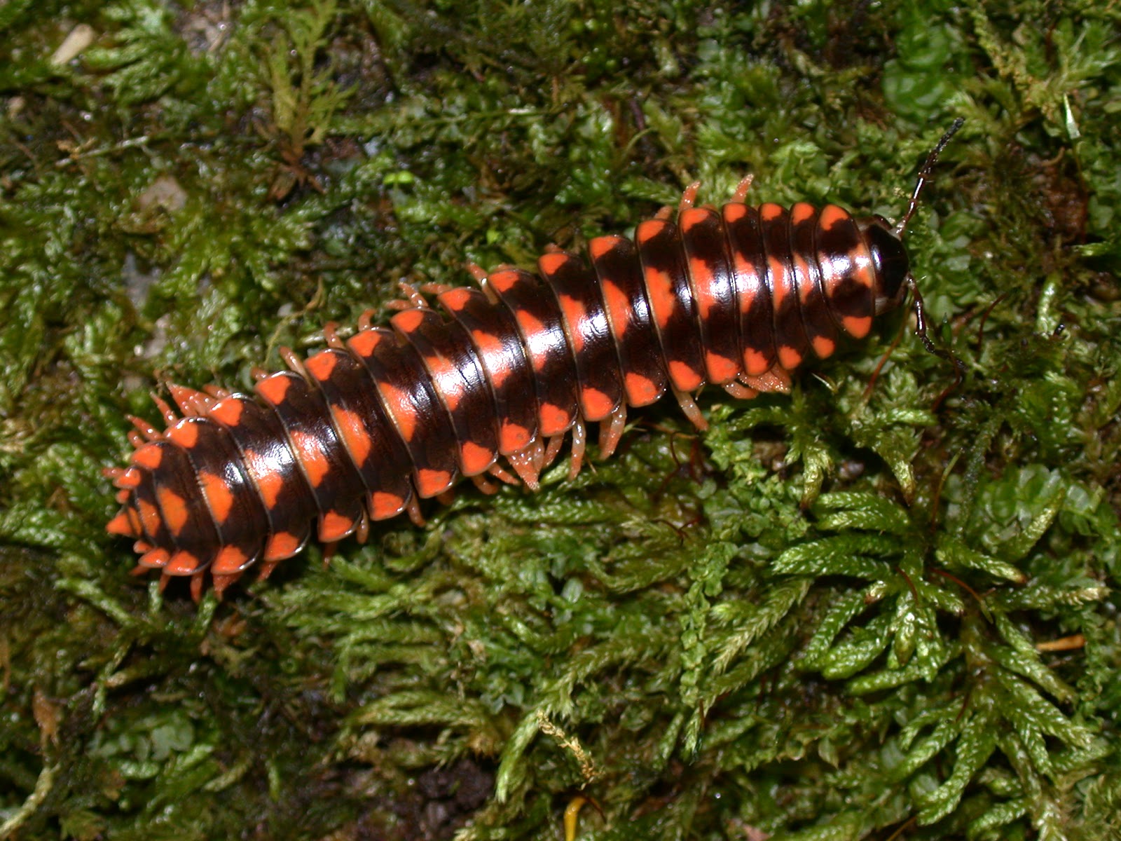 Normal Biology: Choosing my favorite millipede