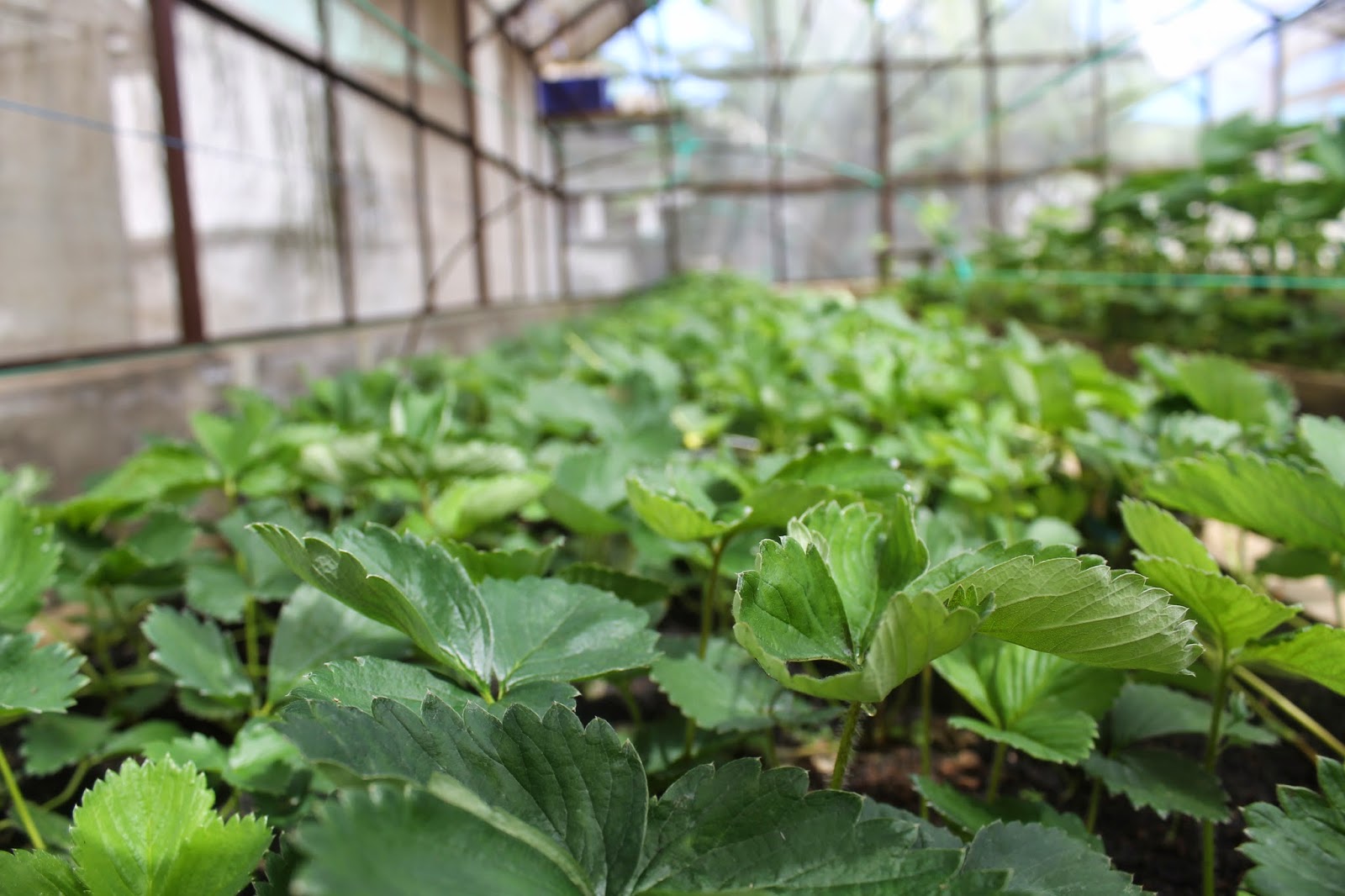 Balai Benih Hortikultura Loka Bantaeng: Pembibitan Strawberry