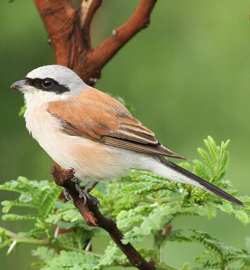 Red-backed shrike images | Birds of India | Bird World