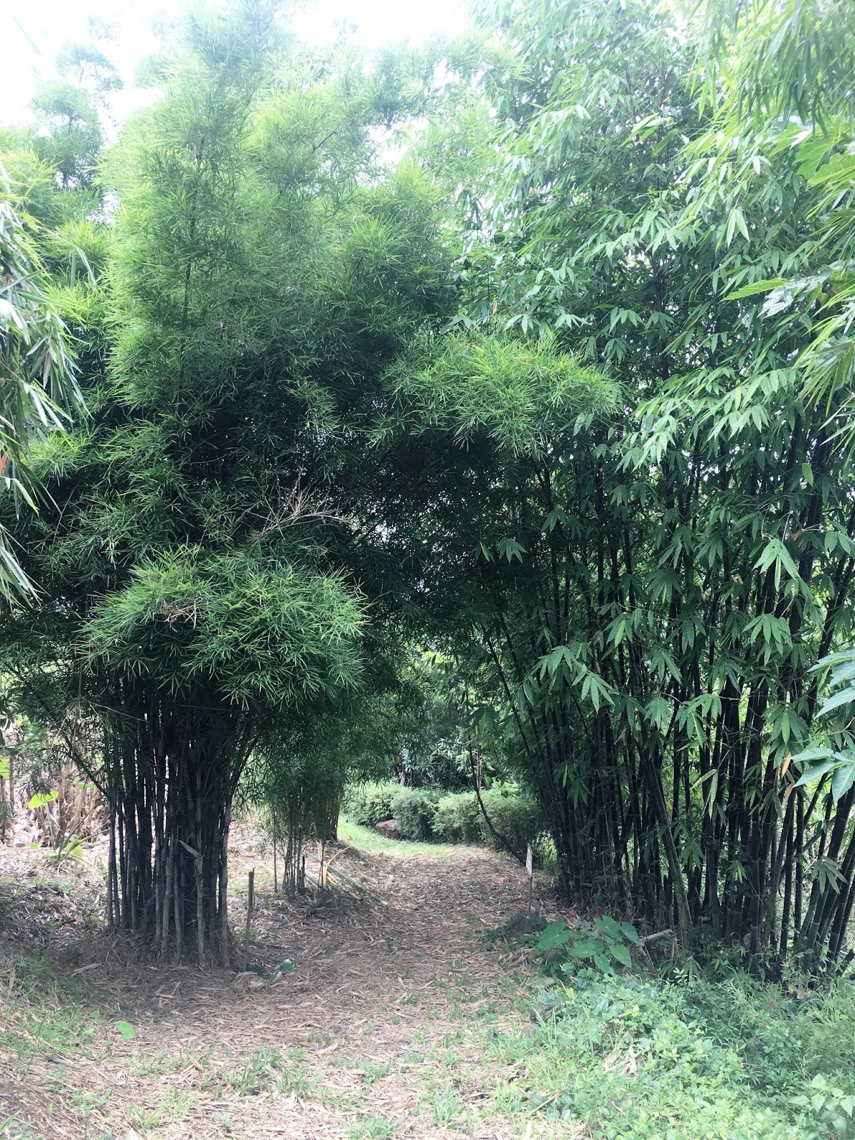 Bicolano Penguin: KAWAYAN FARM RESTAURANT: A Pleasant Surprise in the ...