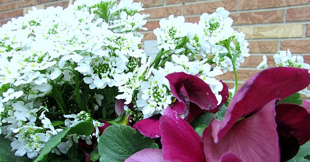 Garden Update for April | Rustic & Refined