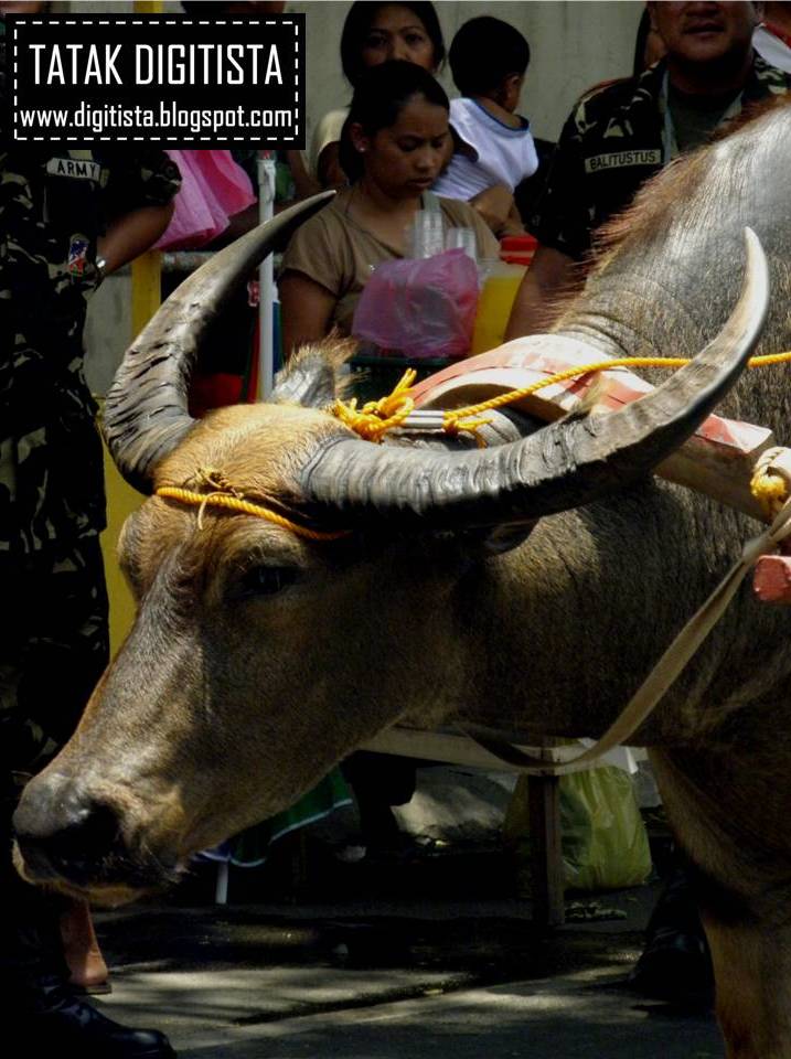 foydi finds: Stored Treasure: Wowed by the Carabaos! -- The Pulilan ...