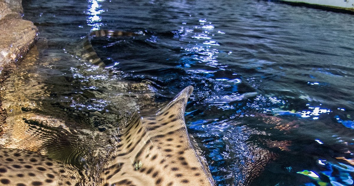 Virginia Tech Ichthyology Class : Sharks Without Fathers, by Rasha Aridi