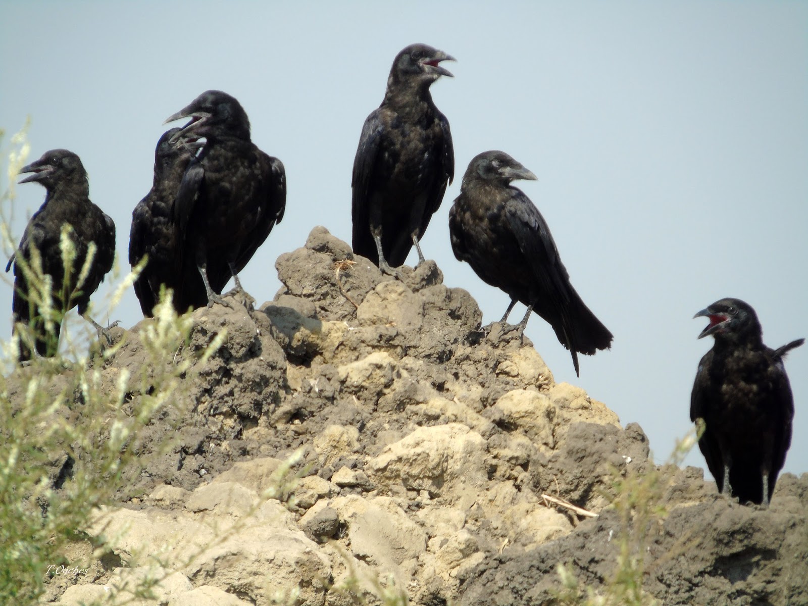 PASARI DIN ROMANIA: CIOARA DE SEMANATURA, Corvus frugilegus