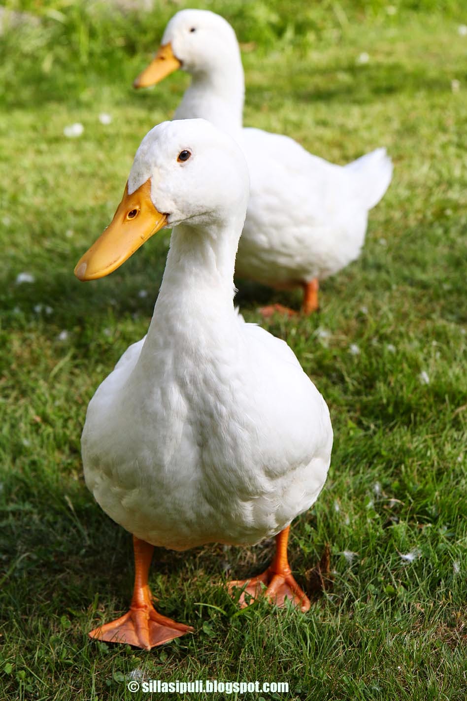 SILLÄ SIPULI: Ankanrinta helposti paistaen