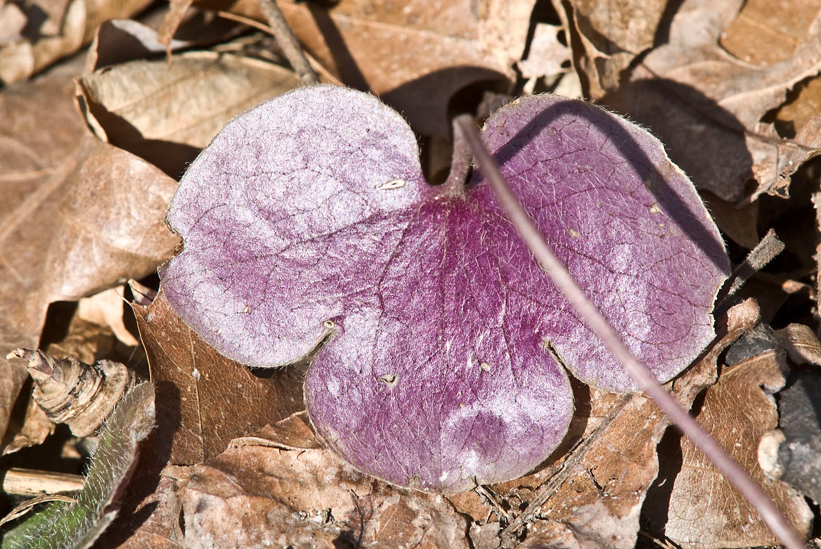 Indiana Plant A Day: Hepatica