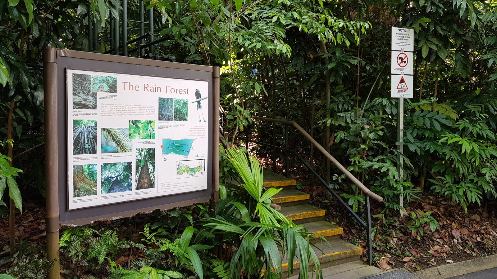 Botanic Gardens - rain forest trail