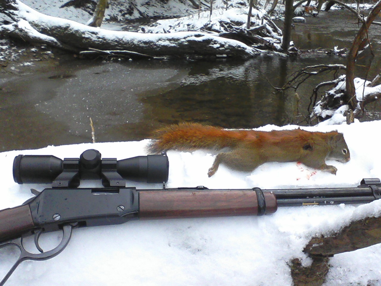 Matthew Burneisen's Hunting and Outdoor Blog: Red Squirrel with Henry ...