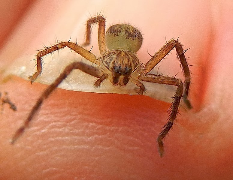 News from Coquette Point: February 2014