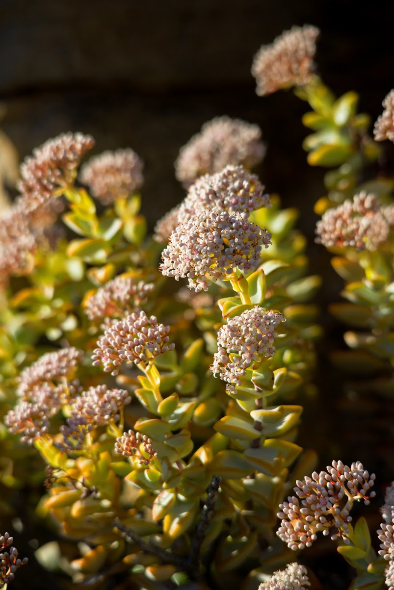 Uma Cantora na África: Karoo Suculento