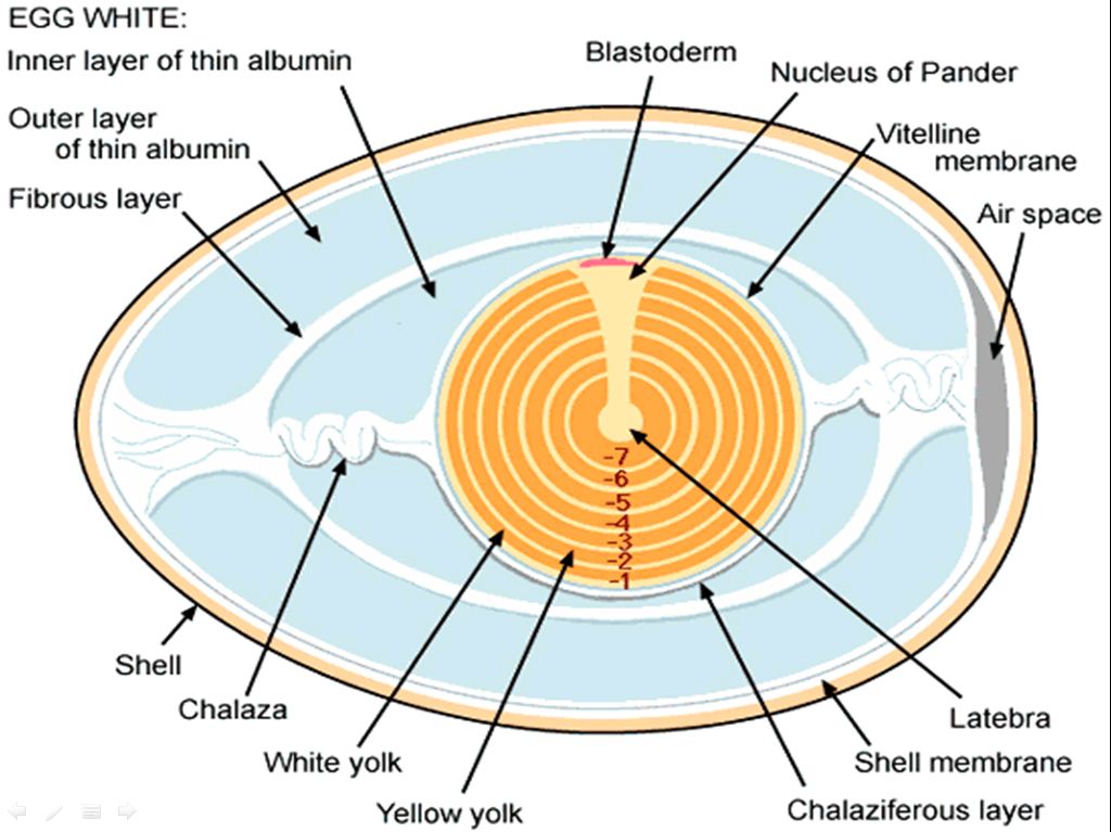ILMU PETERNAKAN : RANGKUMAN KULIAH TENTANG TELUR