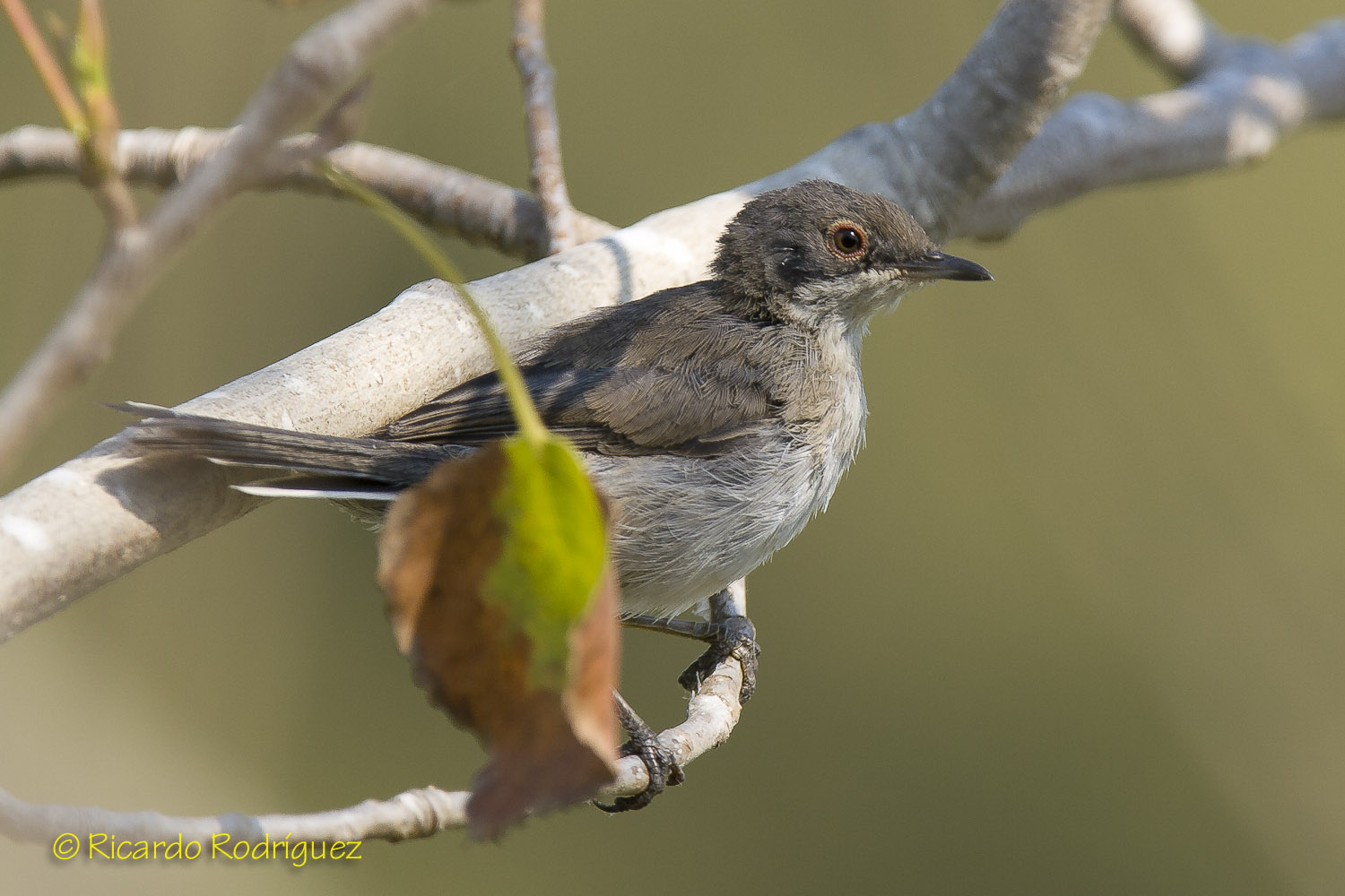 Aves Ricardo Rodriguez: Curruca mirlona y el resto