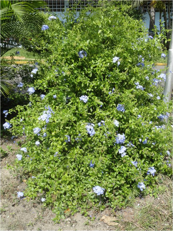 La Doctora De Las Plantas: Ideas de plantas que puedo usar para diseño ...