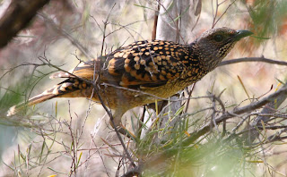 Richard Waring's Birds of Australia: Pallid Cuckoo and Western Bowerbird