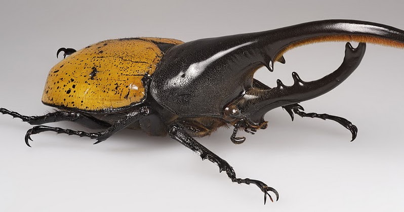 The pupa stage of a hercules beetle