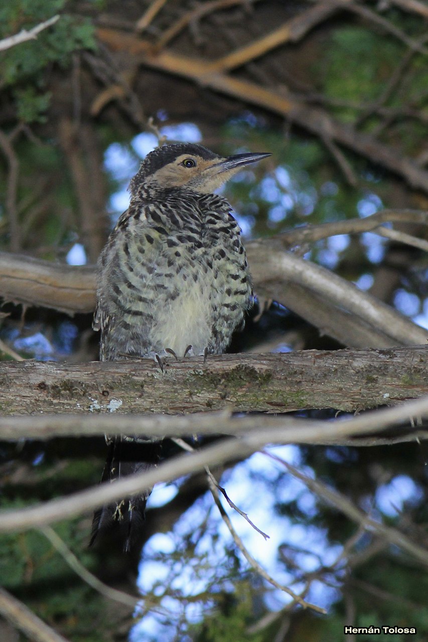 Patagonia: Carpintero pitío (Colaptes pitius)