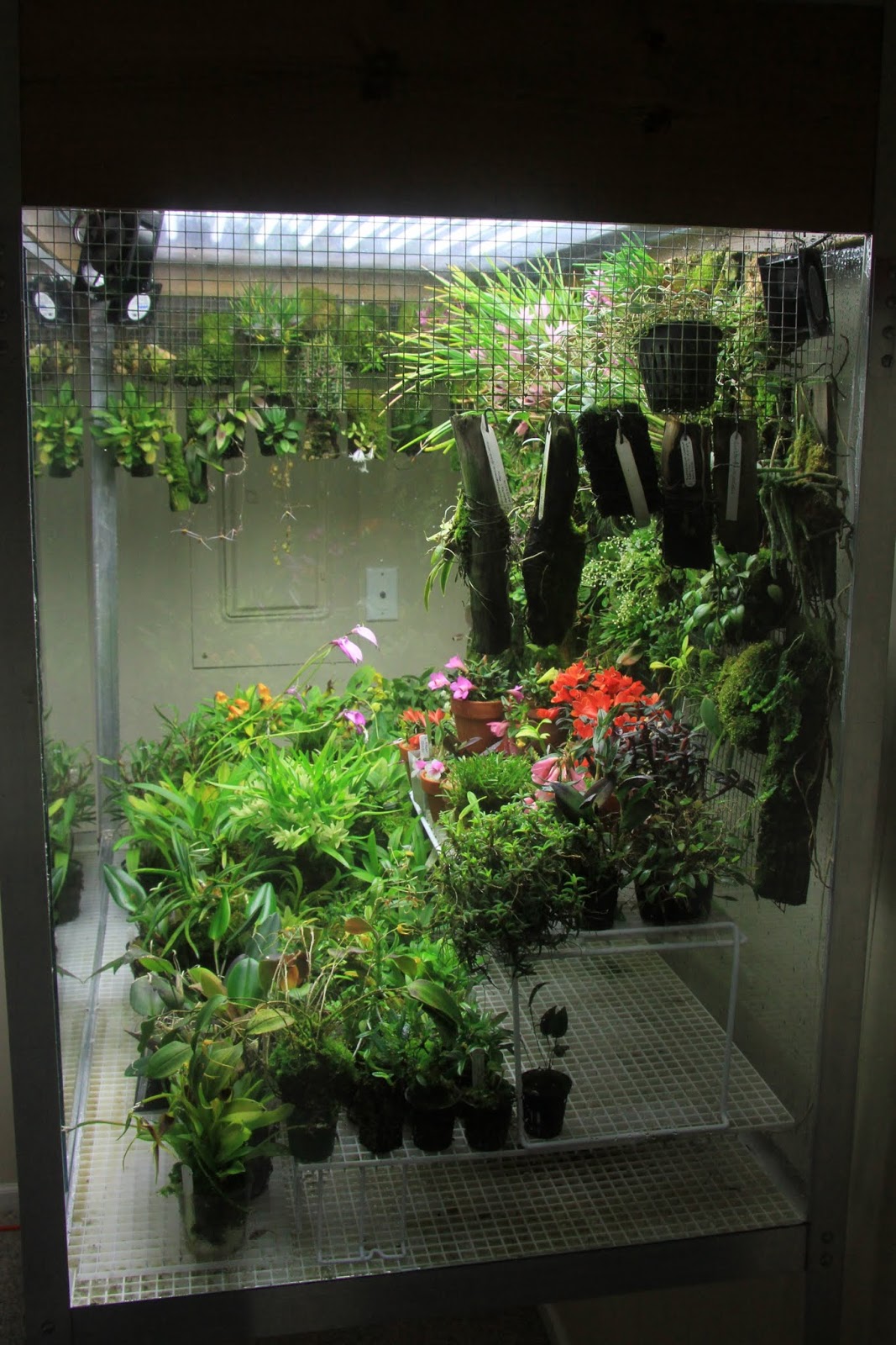 Bunga Orkid: Rebuilt Orchidarium