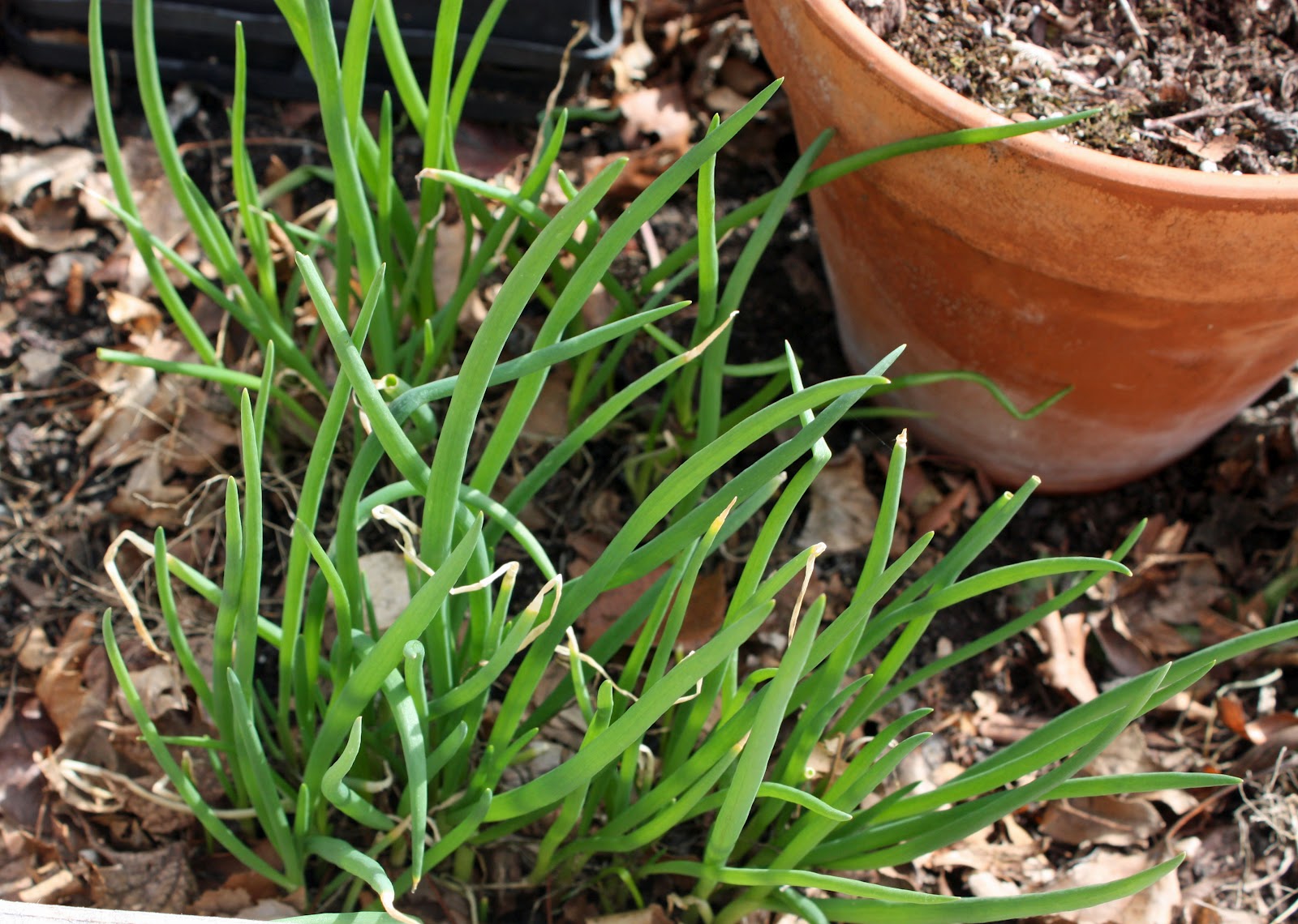 Boise Daily Photo Garden Shot: Egyptian Walking Onions