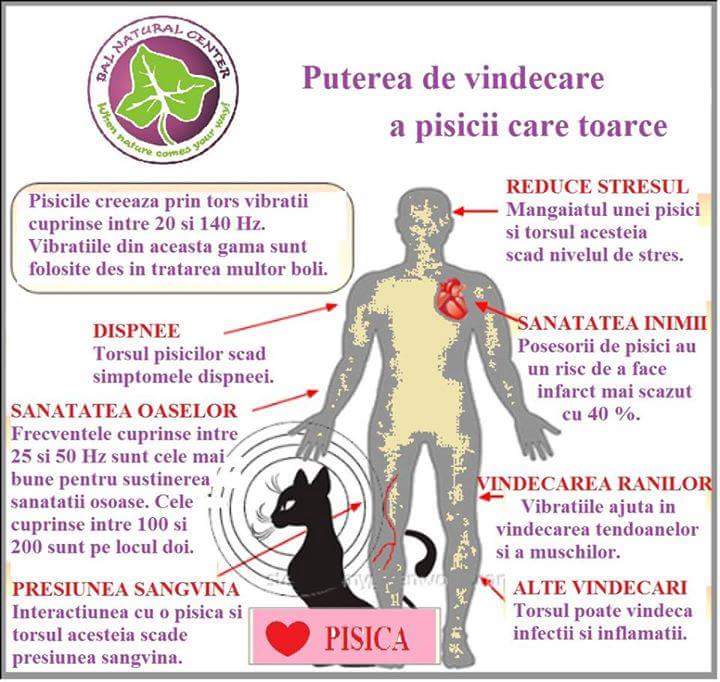PISICI. NATURA. CHEIA. MAREA. FENOMENE. Blog cu blana si tors de pisa ...