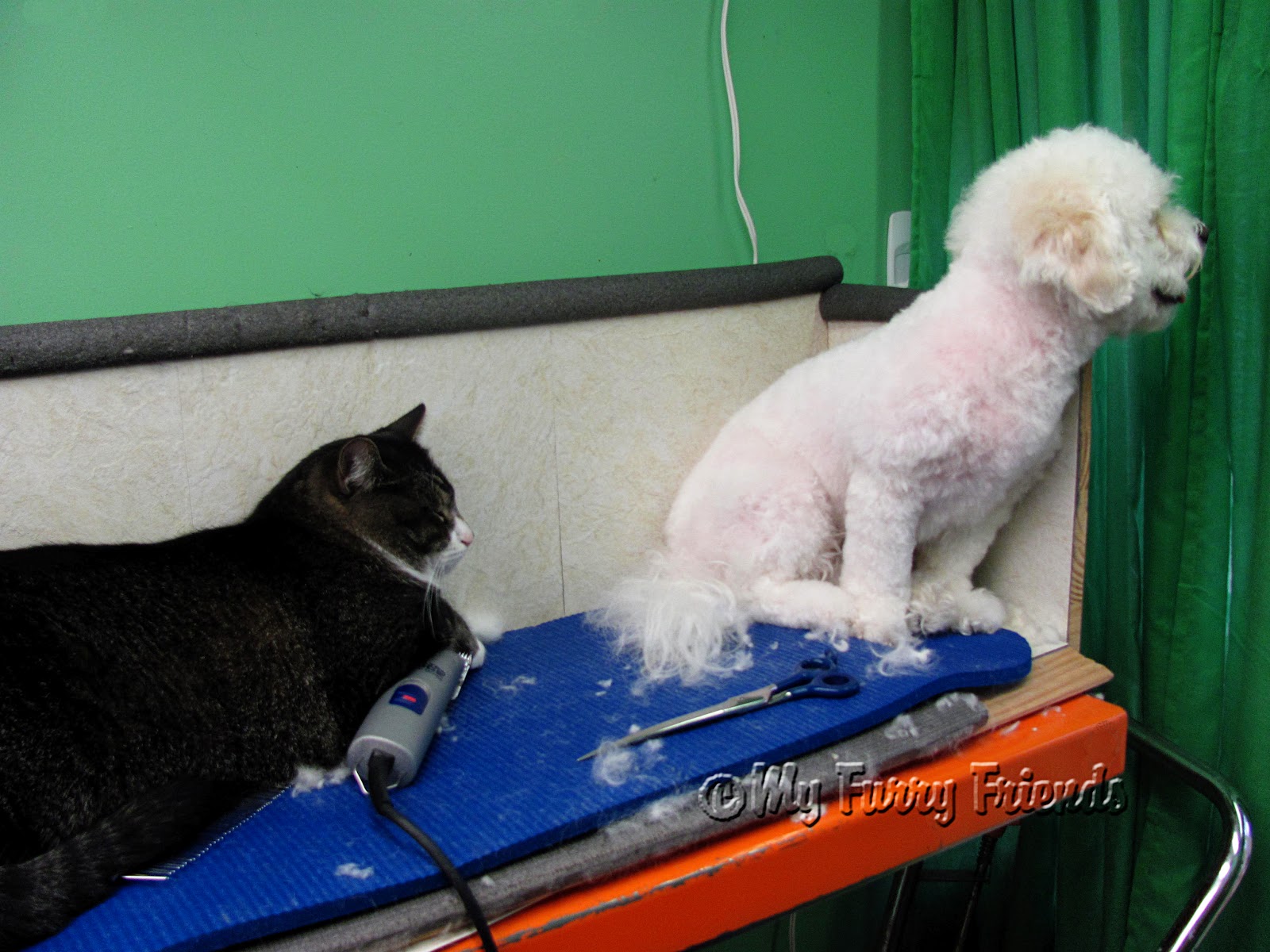 Pet Grooming: The Good, The Bad, & The Furry: Never Been Professionally ...