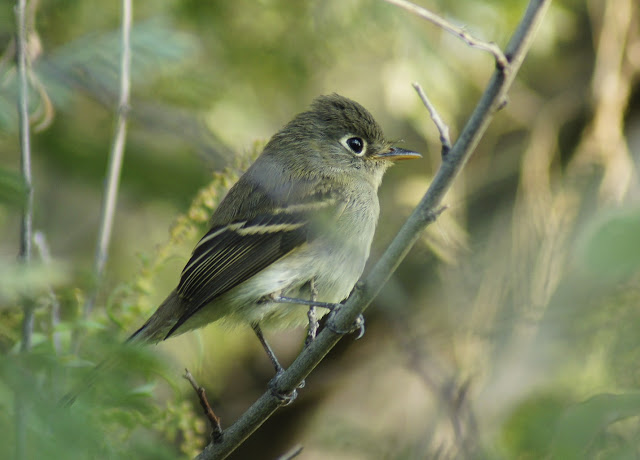Birding Is Fun!: The Empid Enigma: To Catch a Flycatcher