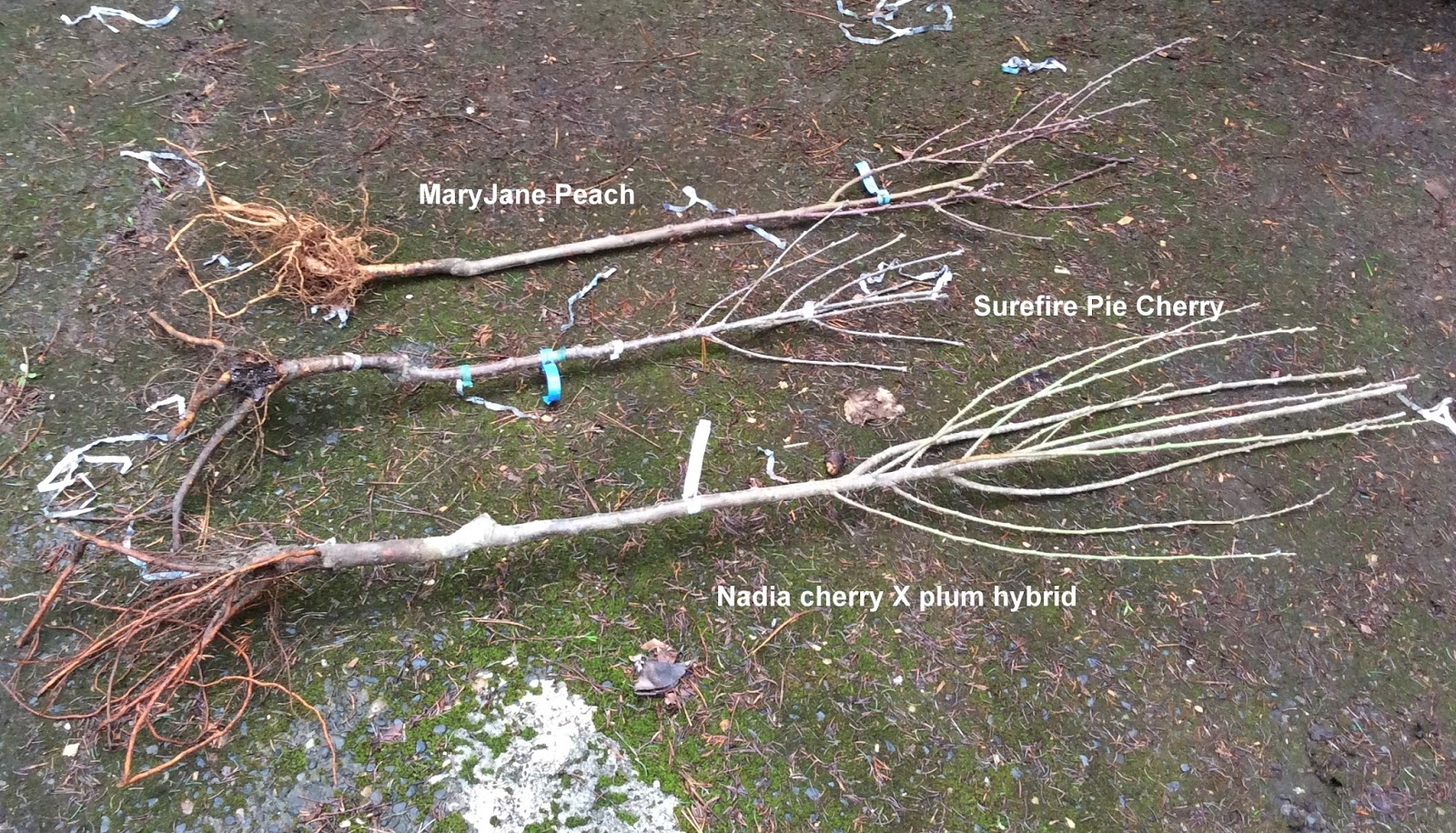 Daniel's Pacific NW Garden: Planting Bare Root Trees from Raintree. 1.27.16