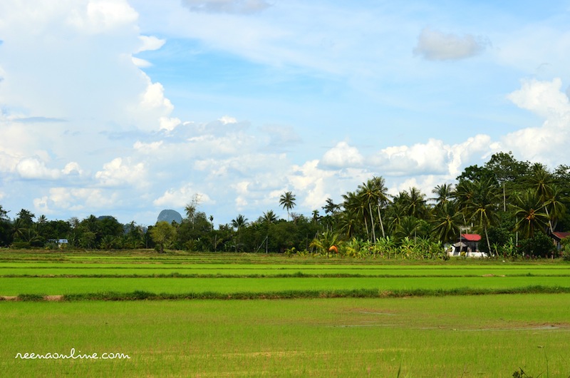 pemandangan sawah yang indah | Foto Dunia Alam Semesta INDONESIA