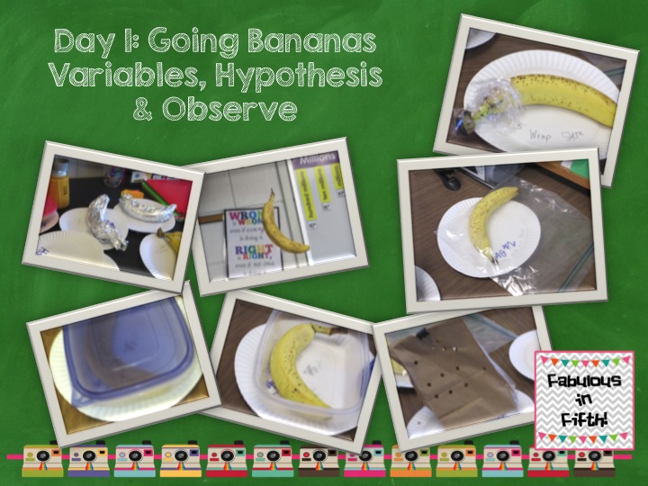Fabulous in Fifth!: Going Bananas with Scientific Method
