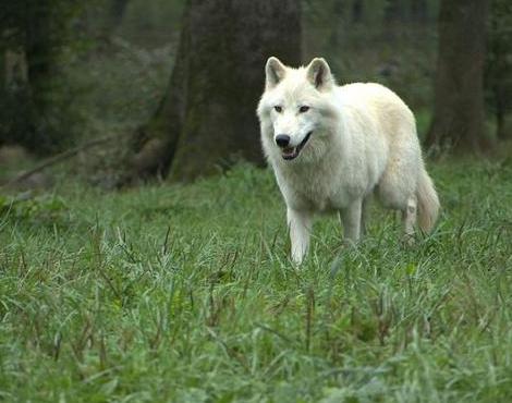 Animals Unique: Arctic Wolf Unique