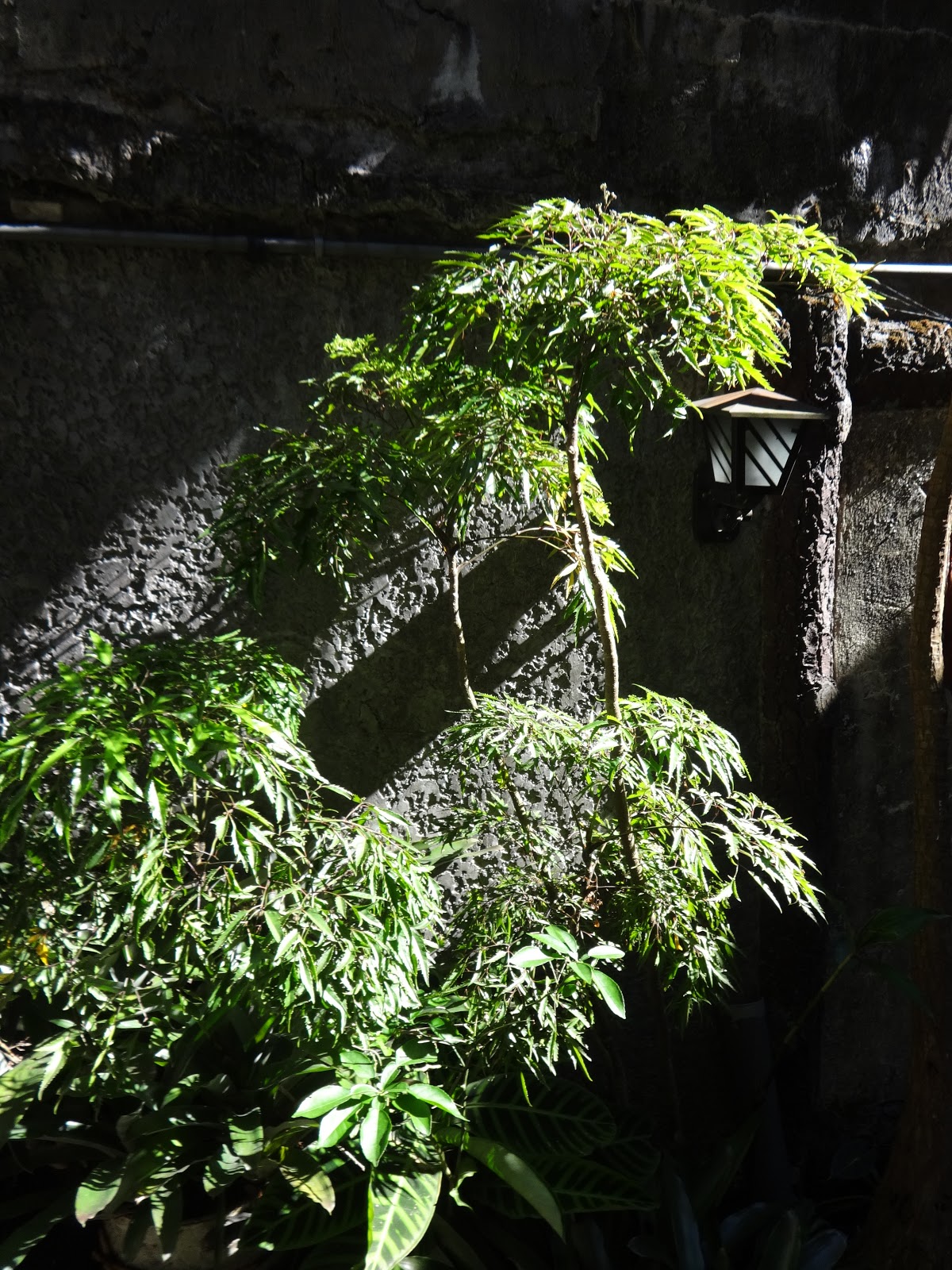 Herbs from Distant Lands: Polyscias fruiticosa - Ming Aralia, Polyscias ...