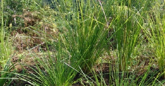 DISTRIBUTOR RUMPUT VETIVER, RUMPUT TEBING, BIBIT RUMPUT AKAR WANGI ...