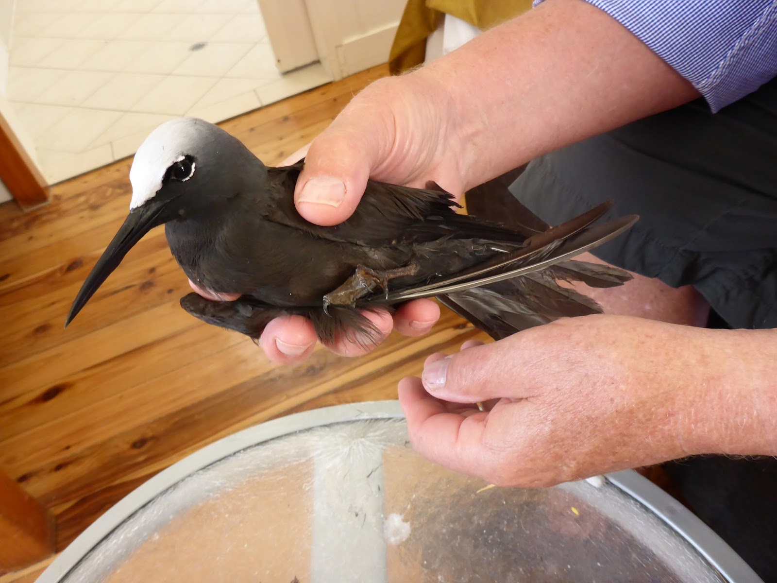 Skye Time: The bird-killing tree of the Great Barrier Reef, pisonia grandis