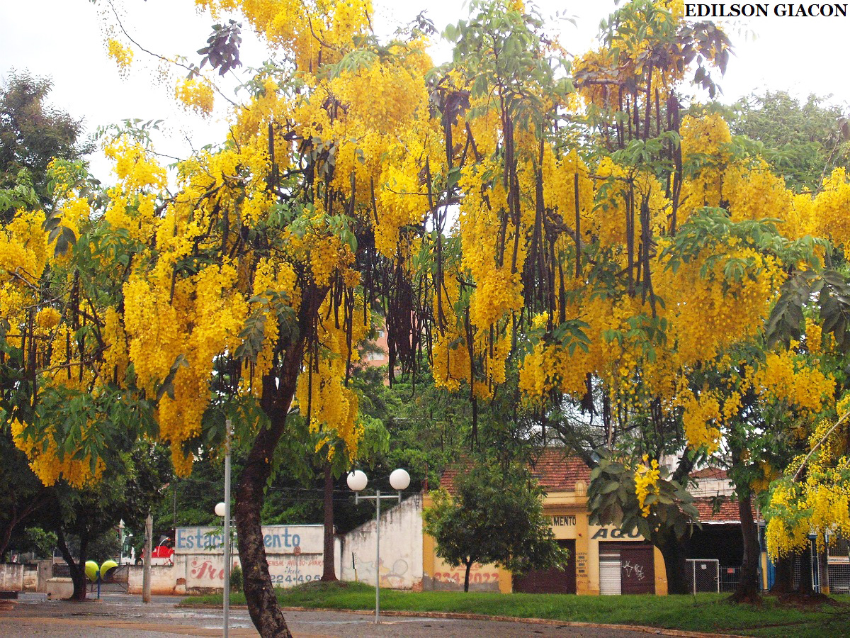 Planta Cassia Fistula High Quality | www.oceanproperty.co.th