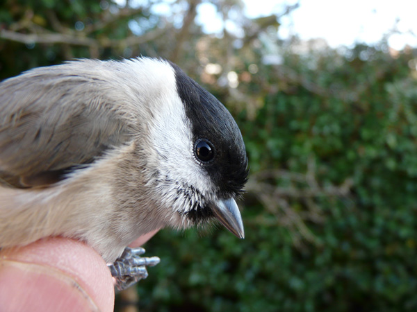 The Barley Birder: The Barley Bird has Returned - April 2011