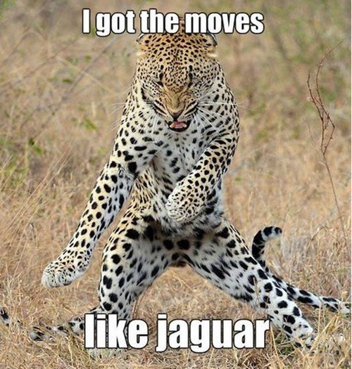 Thinking Pink: Top Five LOL Animals of the Day