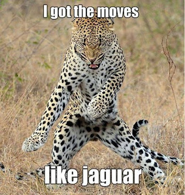 Thinking Pink: Top Five LOL Animals of the Day