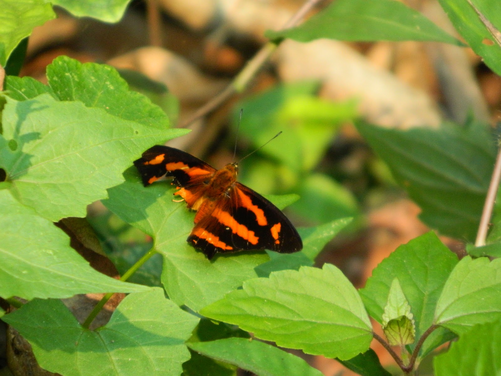 A Norfolk Birder in Thailand: Chiang Dao Butterflies March 2013 ...