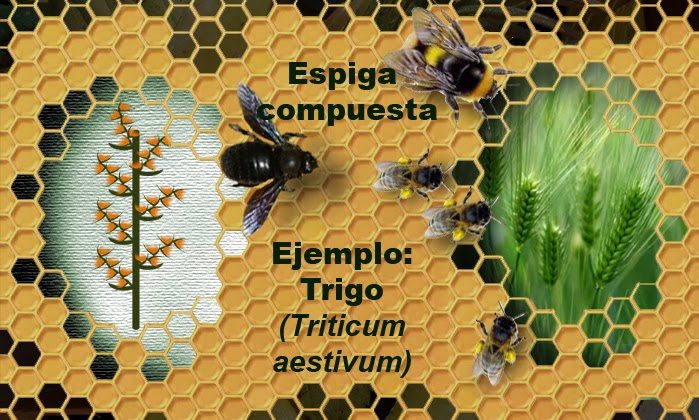 Guía del Plantabosques: INFLORESCENCIAS